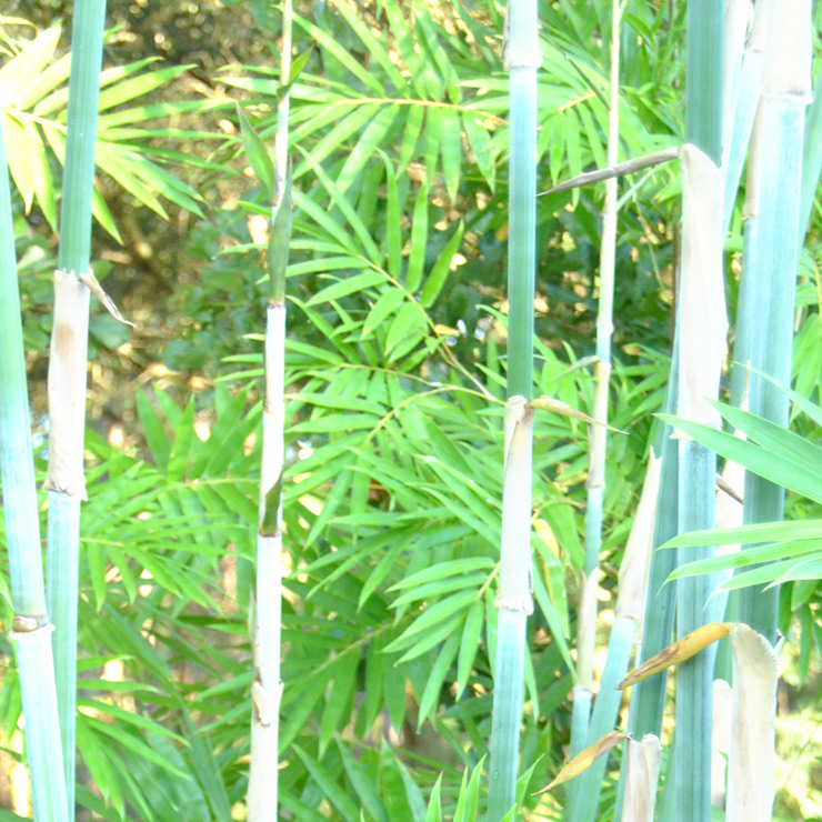 HOME [www.thigpentrailbamboo.com]