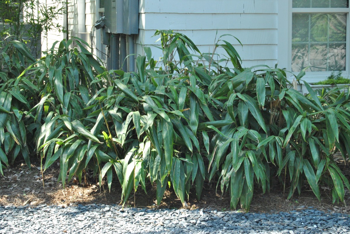 Indocalamus tessellatus