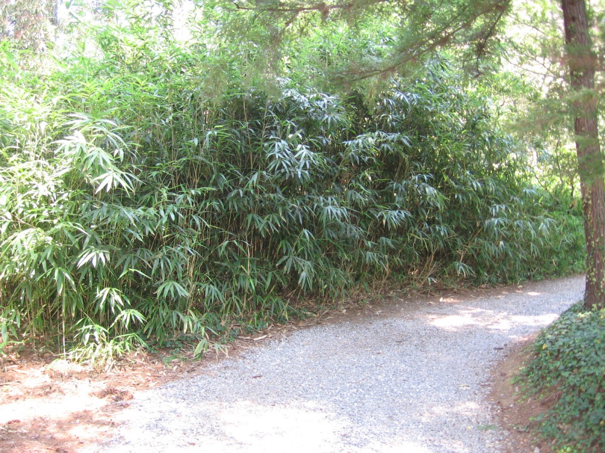 Arrow Bamboo (Pseudosasa japonica)
