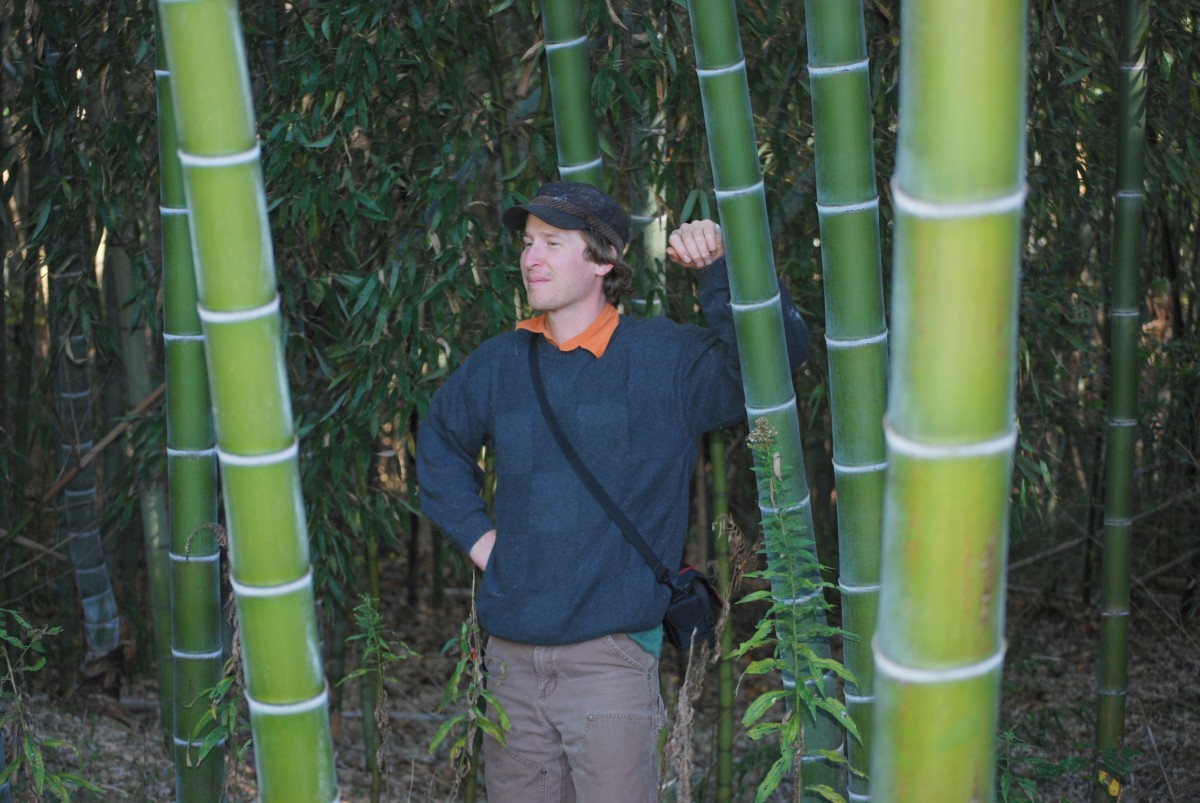 Moso (Phyllostachys edulis)
