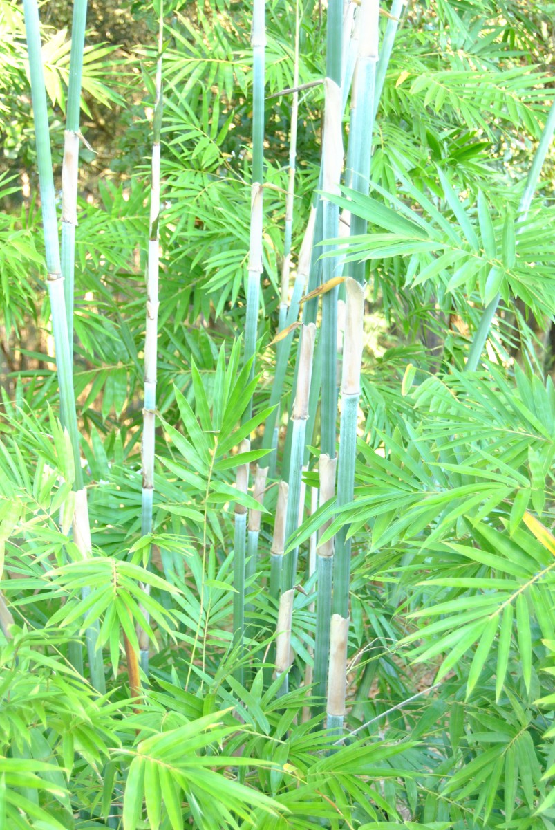 Bambusa chungii ‘Barbelatta’