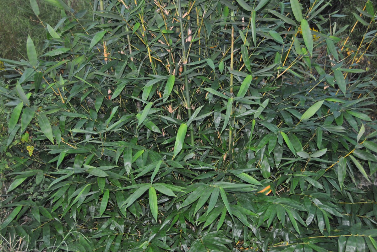 Bambusa oldhamii