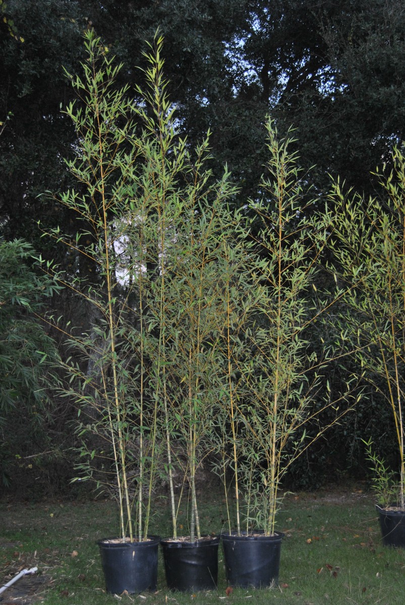 15-gallon Phyllostachys aurea ‘Flavescens Inversa’