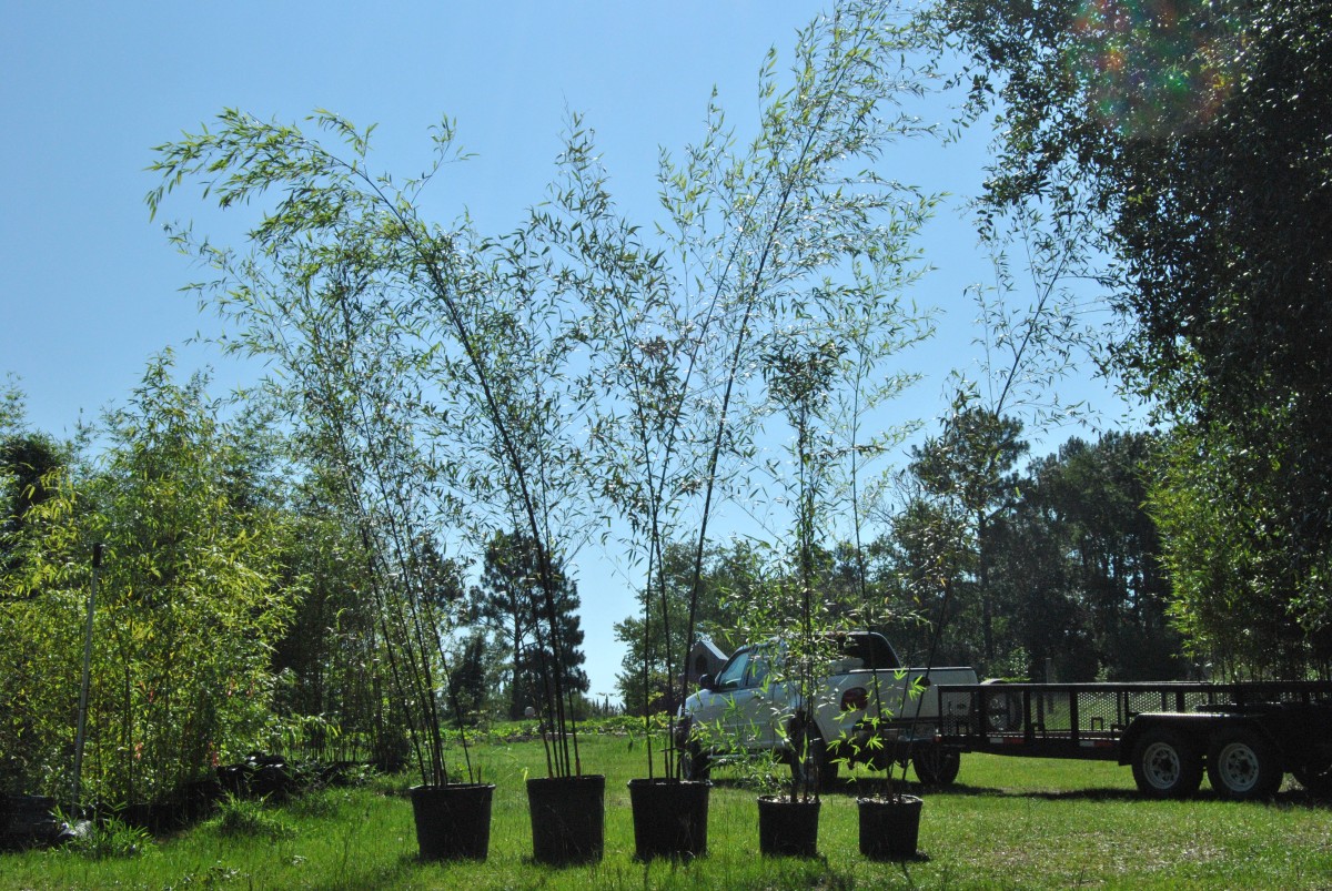 7- and 15-gallon Black Bamboo