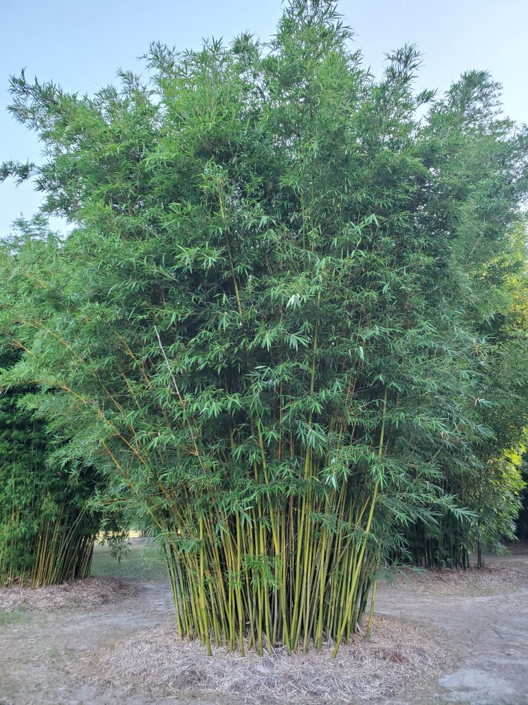 NON-INVASIVE CLUMPING BAMBOOS