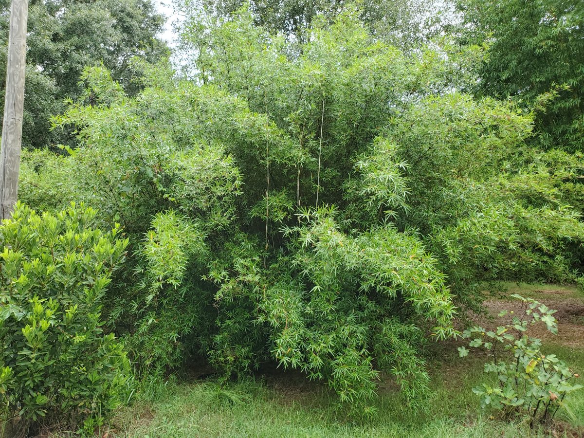 NON-INVASIVE CLUMPING BAMBOOS