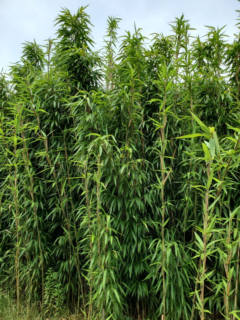 Pseudosasa amabilis (Tonkin Cane)